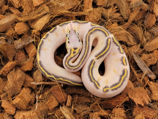 Pastel GHI Highway Ball Python by Morph Jungle