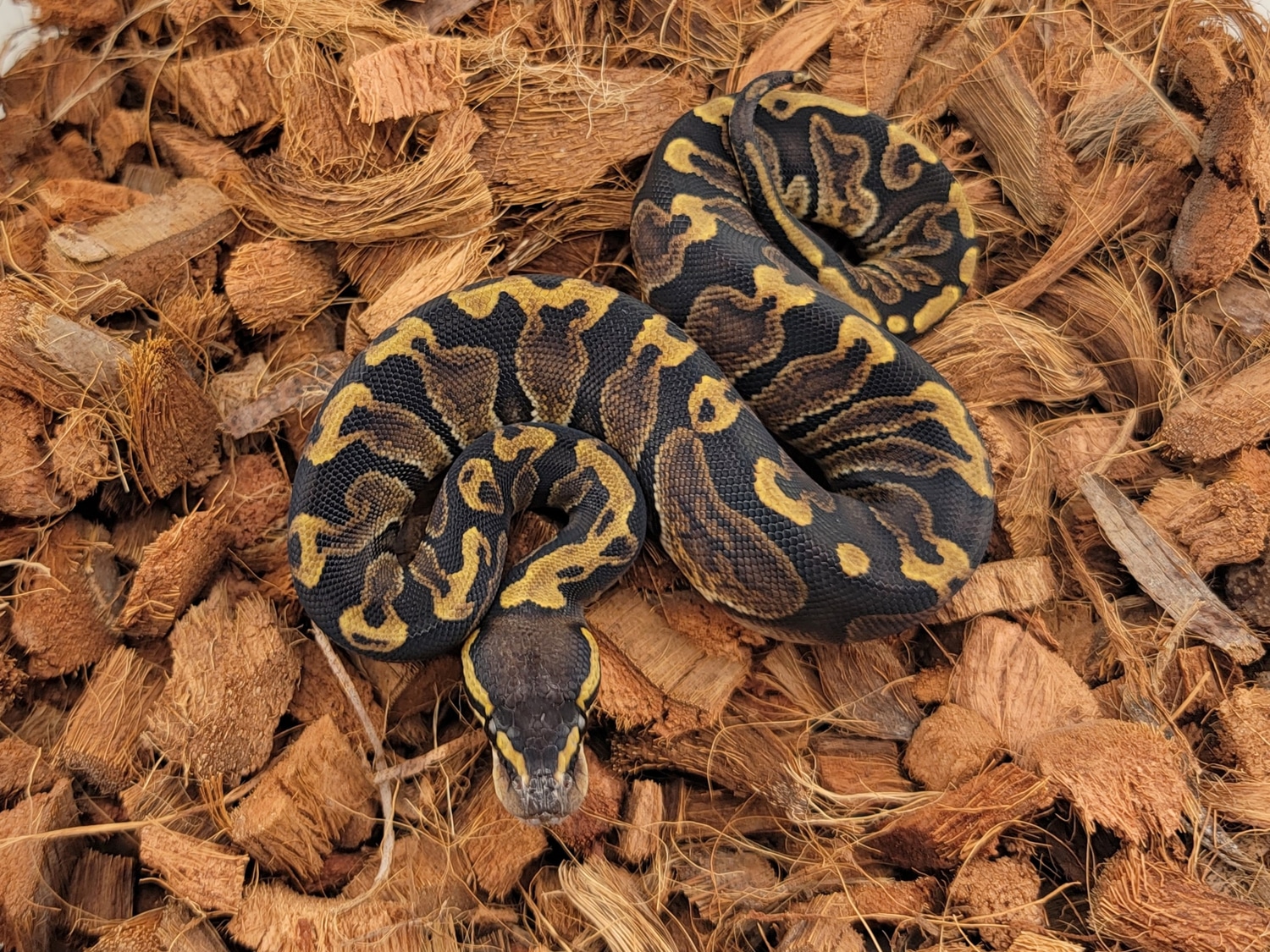 (Pair) Female GHI DH Sunset DG With Choice Of Male DH Sunset DG Ball ...