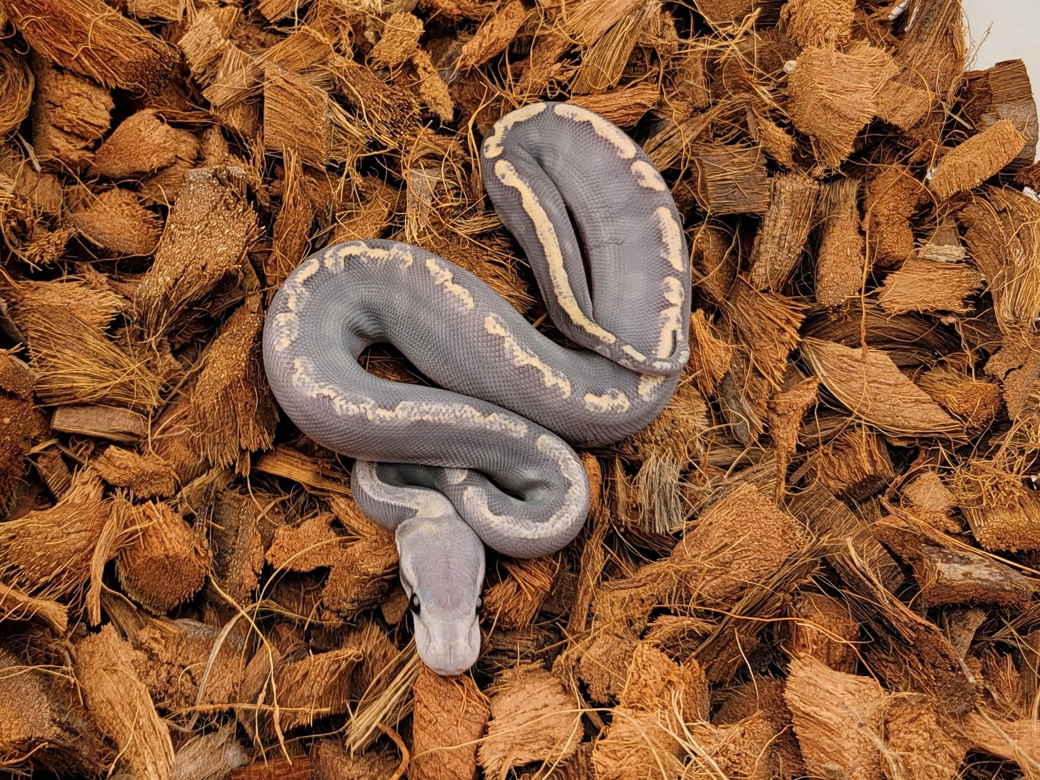 Super GHI Mojave Hypo Ball Python by Morph Jungle - MorphMarket
