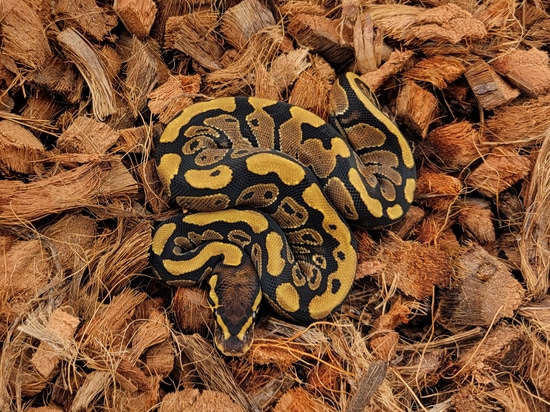 Het Sunset Ball Python by Morph Jungle