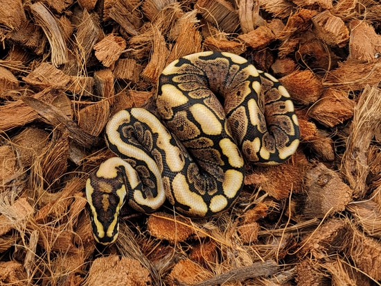 GHI Spider Het Sunset Ball Python by Morph Jungle