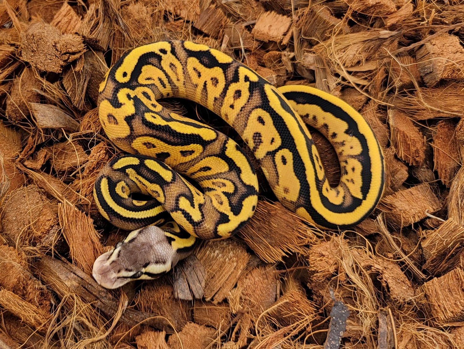 OD Pastel Leopard GHI YB Het Ultramel Ball Python by Morph Jungle ...