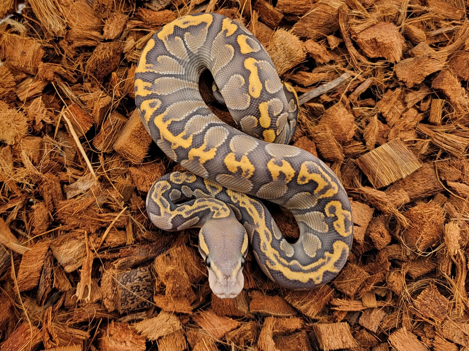 GHI Special Hypo Ball Python by Morph Jungle - MorphMarket