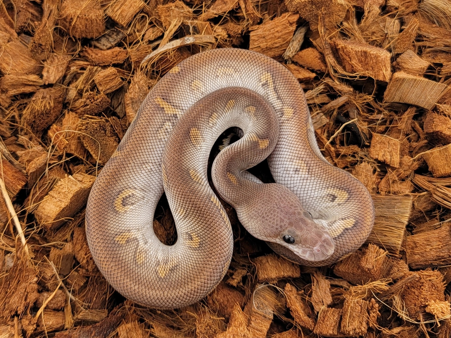 Cypress Mojave Cinnamon Yellowbelly Clown Ball Python by Morph Jungle ...
