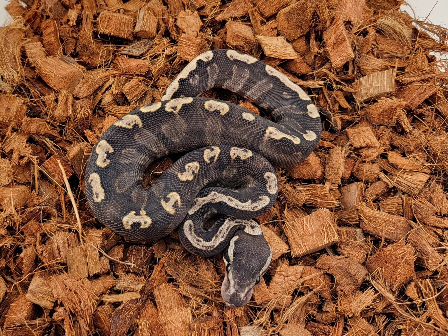 Super GHI Het DG Ball Python by Morph Jungle - MorphMarket