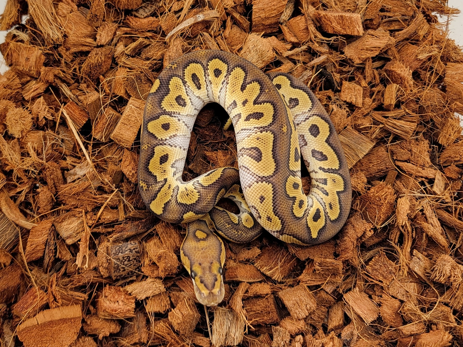 Mojave Clown Pos Yellowbelly Ball Python by Morph Jungle - MorphMarket