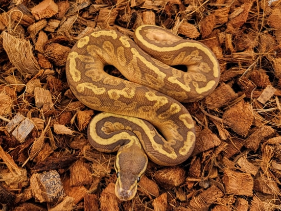 Fire Sunset Ball Python by Morph Jungle