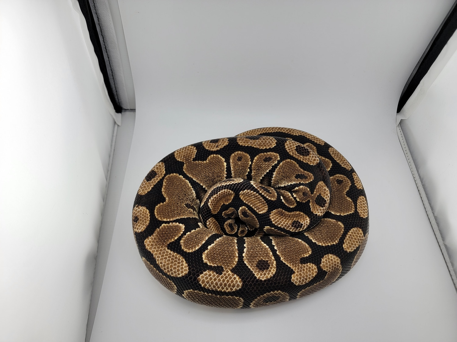 Gravel Ball Python by Morph Jungle - MorphMarket