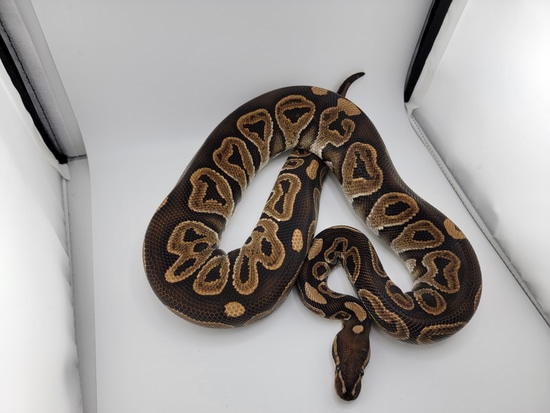 Black Pastel Ball Python by Morph Jungle