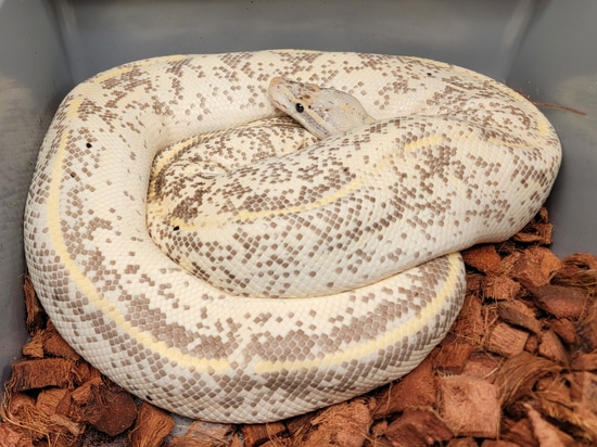 Highway Ball Python by Morph Jungle