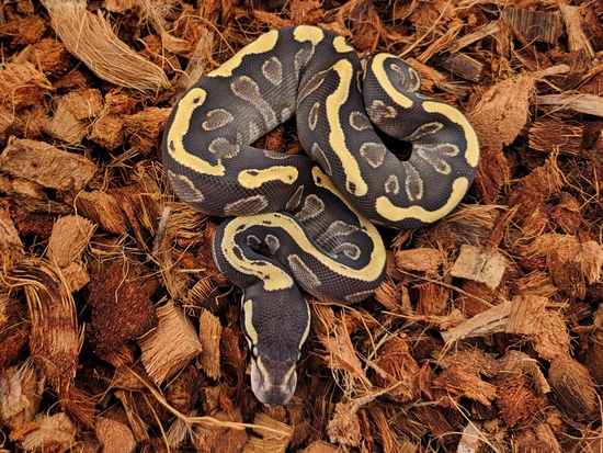 Mojave GHI Het DG Ball Python by Morph Jungle