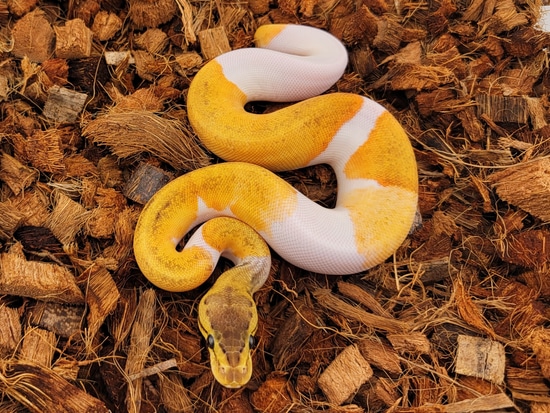 OD Lemonblast Pied Het Clown Ball Python by Morph Jungle
