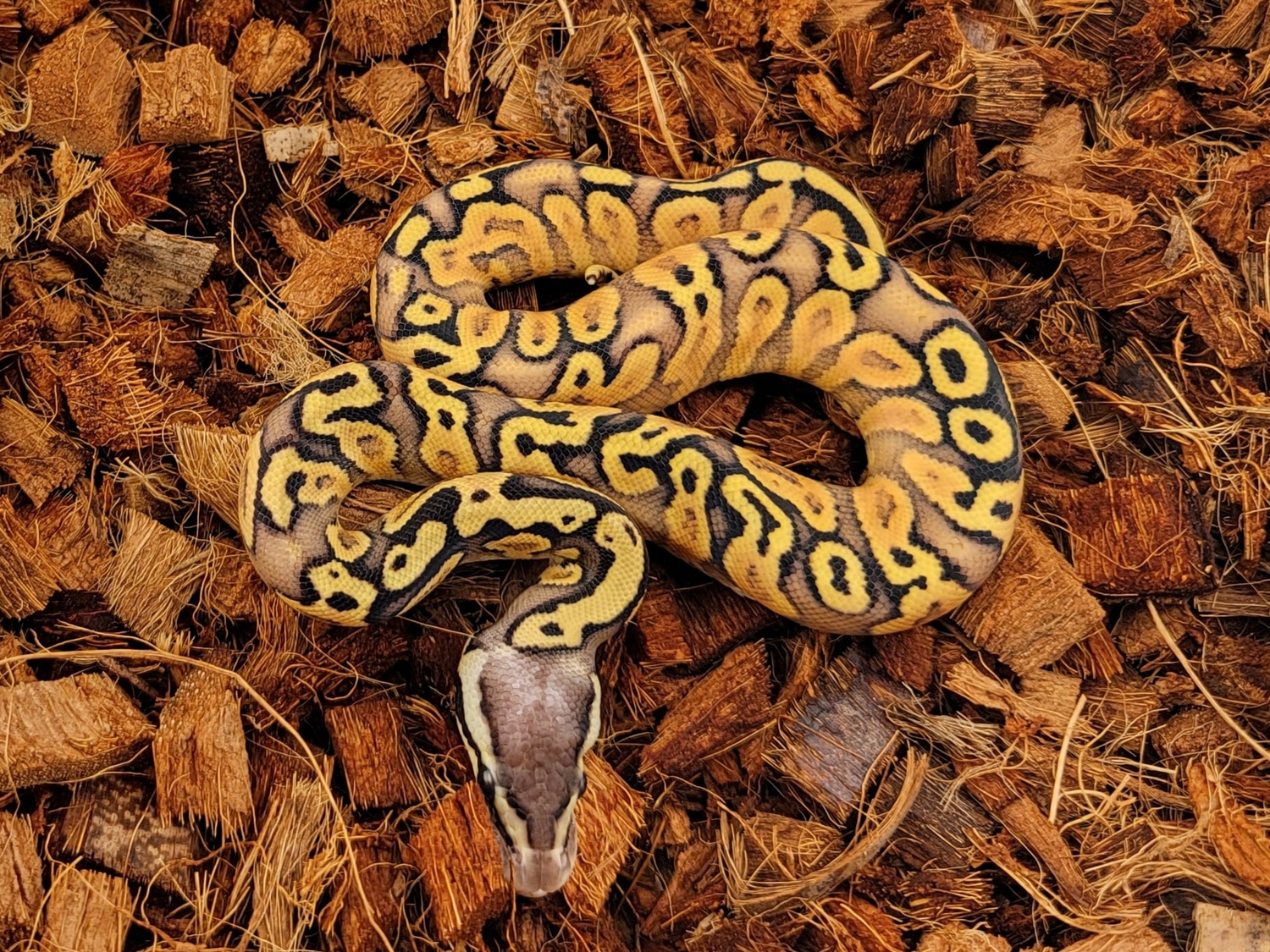 Pastel GHI OD Yellowbelly Het Ultramel Ball Python by Morph Jungle ...