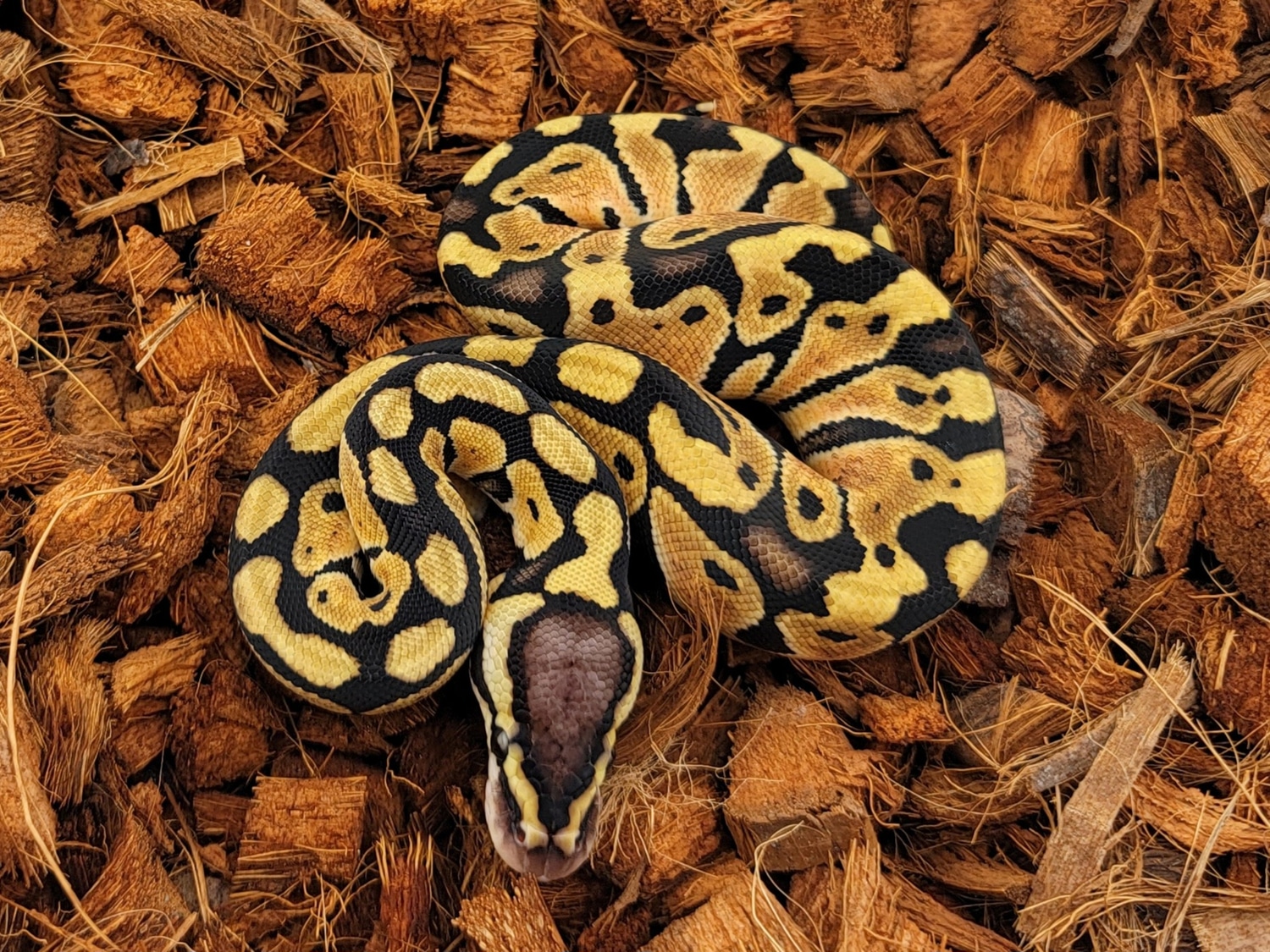 Pastel DH Sunset Clown Ball Python by Morph Jungle - MorphMarket