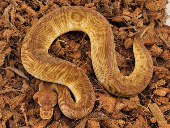 Sunset Clown Ball Python by Morph Jungle