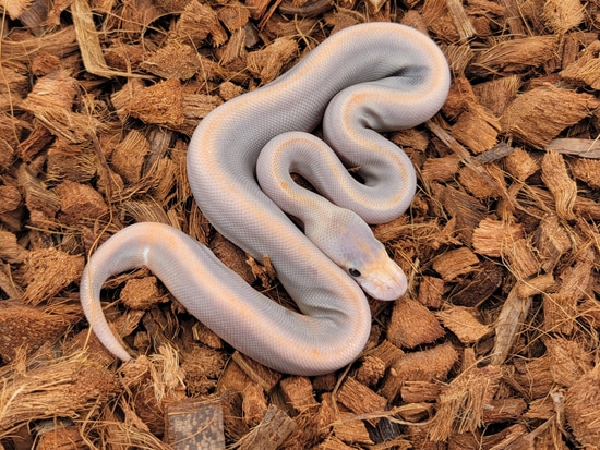Mojave GHI Black Head Champagne Hypo Ball Python by Morph Jungle