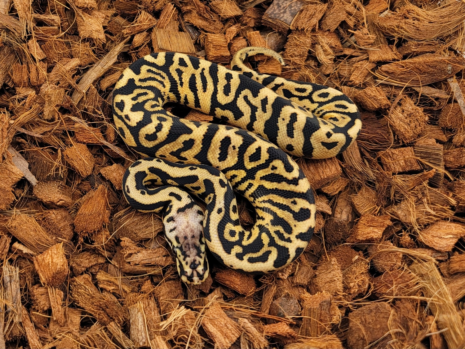 Pastel Spotnose Acid Ball Python by Morph Jungle - MorphMarket