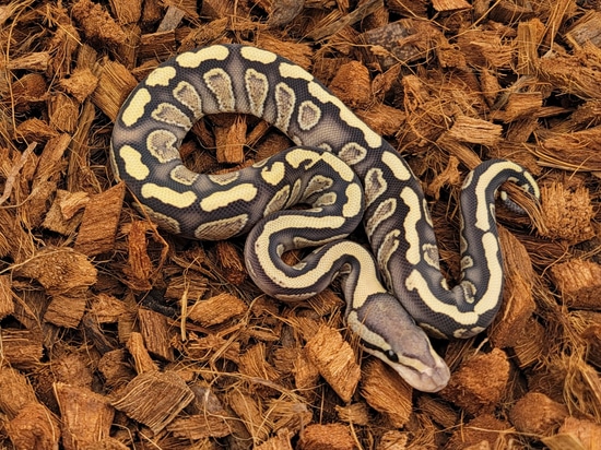 GHI Specter DG Ball Python by Morph Jungle