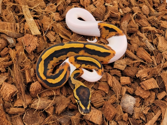 Pied Het Clown Ball Python by Morph Jungle