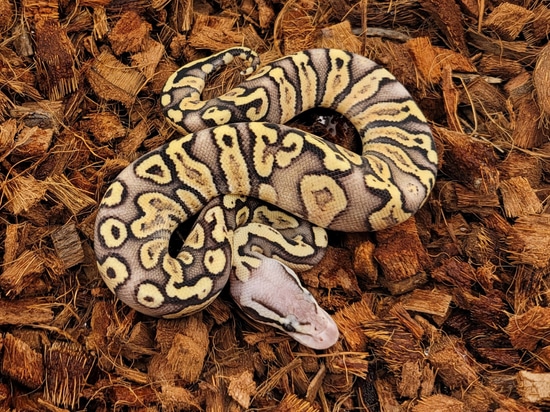 GHI Firefly Het Sunset Ball Python by Morph Jungle