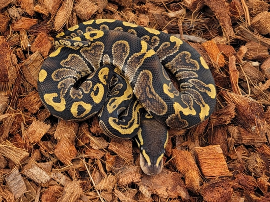 GHI Het Sunset Ball Python by Morph Jungle