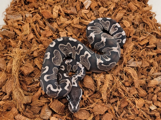 GHI VPI Axanthic Ball Python by Morph Jungle