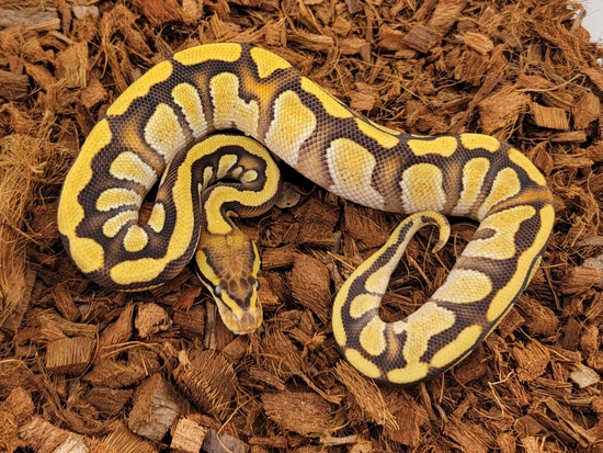 Enchi Cypress Asphalt/Yellowbelly Het Clown Ball Python by Morph Jungle