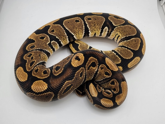 DH Sunset Ultramel Ball Python by Morph Jungle