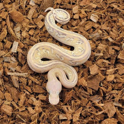 Morph Jungle - MorphMarket