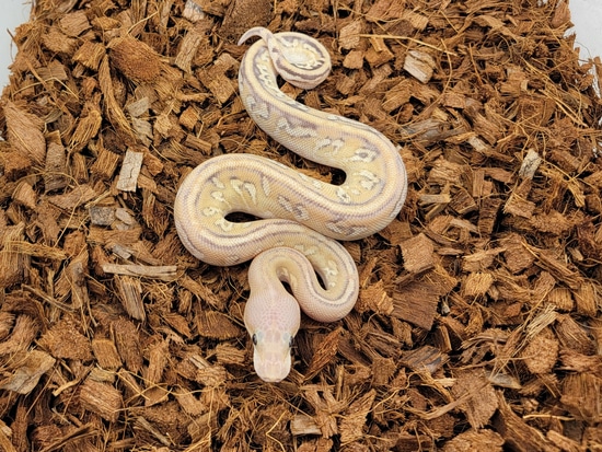 Cypress Spotnose Fire Mojave YB Clown Ball Python by Morph Jungle