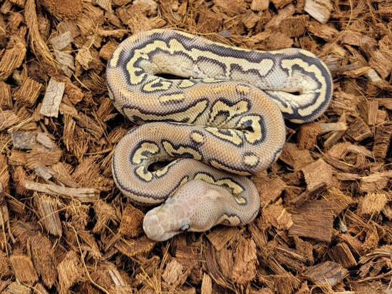 Cypress Spotnose Fire YB Cinnamon Clown Ball Python by Morph Jungle