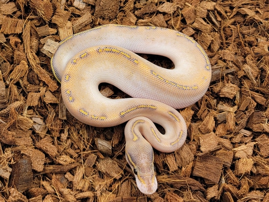 GHI Vanilla Highway Ball Python by Morph Jungle