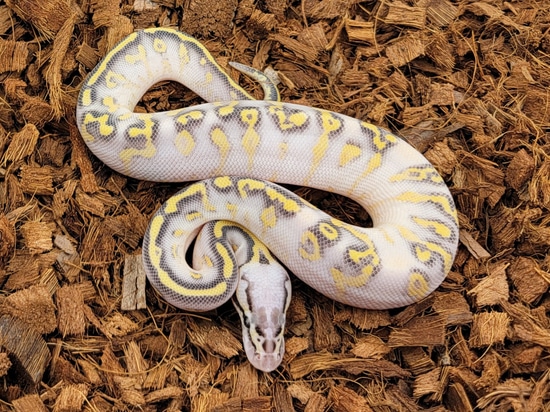 Super Pastel Super Gravel Ball Python by Morph Jungle