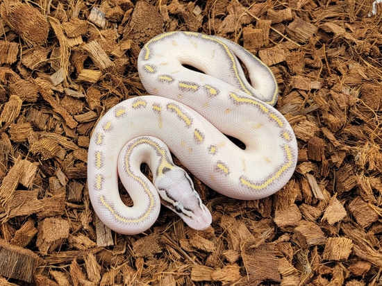 Pastel Enchi GHI Highway Ball Python by Morph Jungle