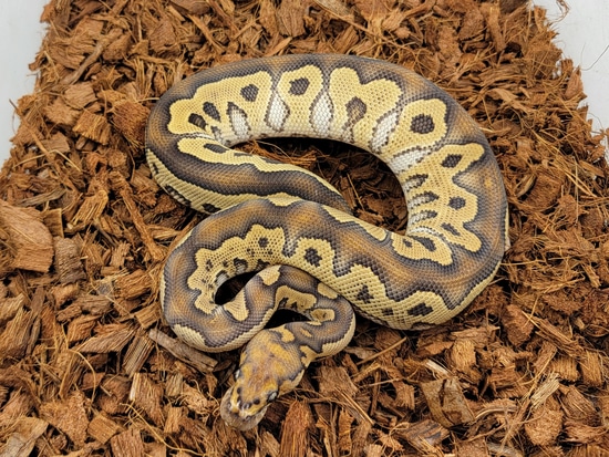 Phantom Clown Ball Python by Morph Jungle