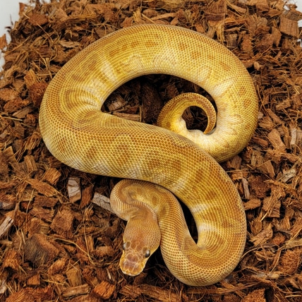 Morph Jungle - MorphMarket