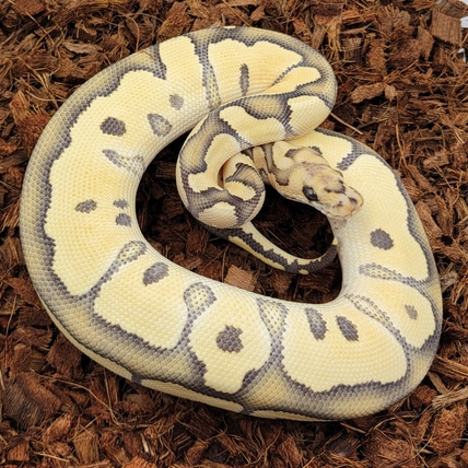 Morph Jungle - MorphMarket