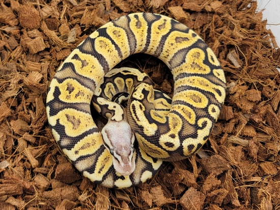 Pastel Vanilla/Fire GHI Het DG Ball Python by Morph Jungle