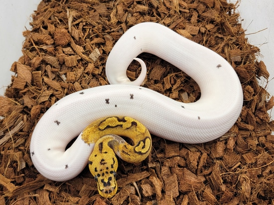 OD Pastel Clown Pied Ball Python by Morph Jungle