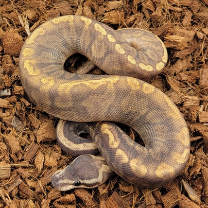 Morph Jungle - MorphMarket