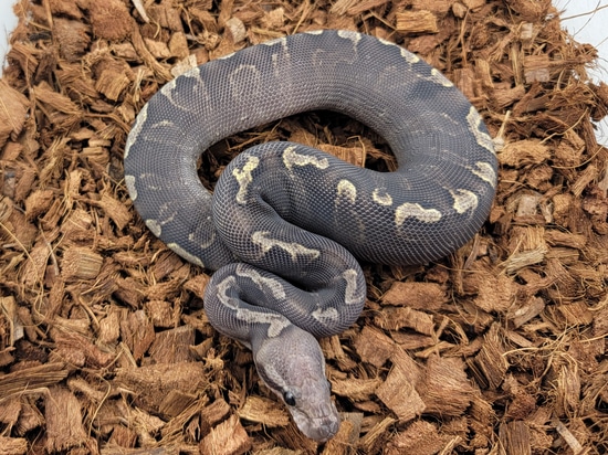 Vanilla Yellowbelly Super GHI Het DG Ball Python by Morph Jungle