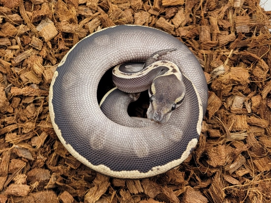 Mojave Super GHI Het DG Ball Python by Morph Jungle