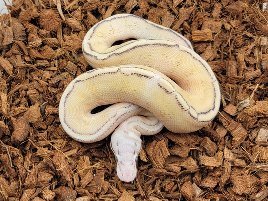 Pastel Vanilla/Fire Superstripe Het DG Ball Python by Morph Jungle