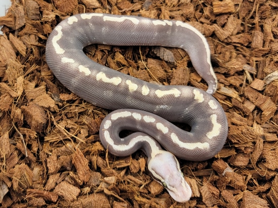 Pastel Lesser Super GHI Asphalt/YB Ball Python by Morph Jungle
