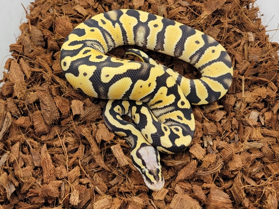 Firefly DG Pos Hurricane DH Hypo Clown Ball Python by Morph Jungle