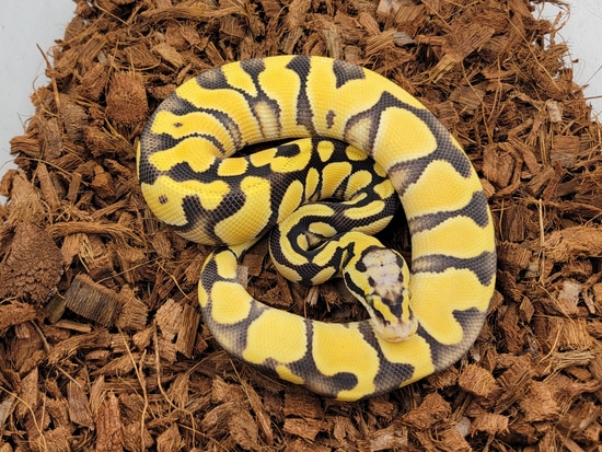 Pastel Enchi DG DH Hypo Clown Ball Python by Morph Jungle