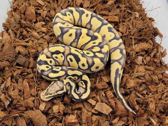 Firefly Enchi TH Hypo DG Clown Ball Python by Morph Jungle