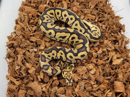 Hurricane Spotnose Clown Ball Python by Morph Jungle