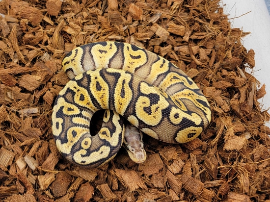 Pastel GHI DH Sunset Clown Ball Python by Morph Jungle