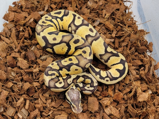 Firefly DH Sunset DG Ball Python by Morph Jungle